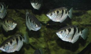 Archerfish Care Guide: Brackish Tank Setup & Paludarium Tips