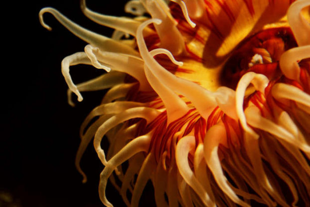 Best Biological Filter Media for Aquariums - 2024 Guide