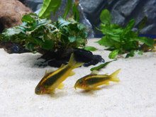 Aquarium Catfish: Complete Guide (Popular Types & Care)