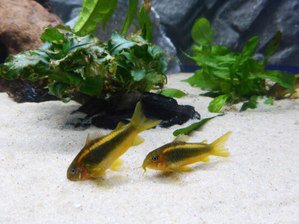 Aquarium Catfish: Complete Guide (Popular Types & Care)