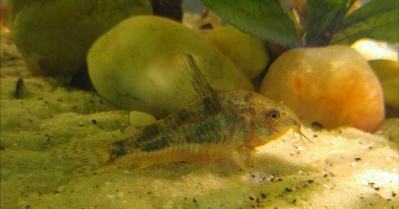 Aquarium Catfish • Complete Guide (Types, Care & Breeding)