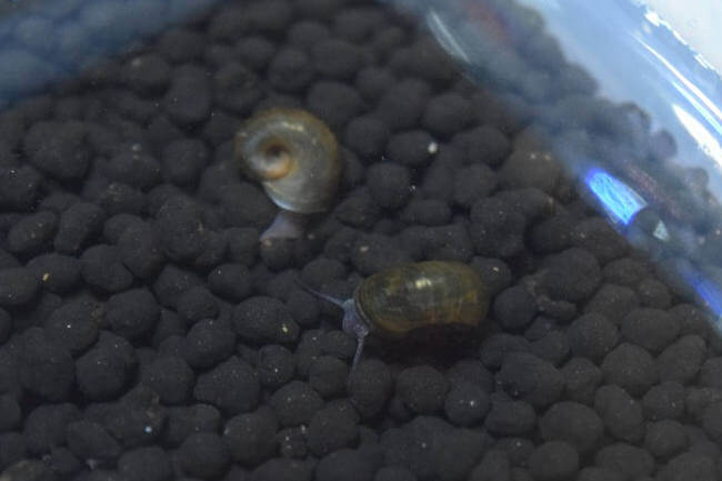 Aquarium Snails • Complete Guide (Types, Care & Breeding)