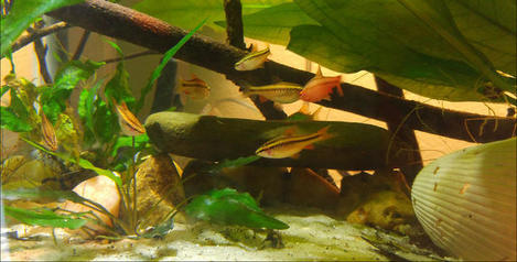 Cherry Barb Fish: Care Profile (with Mates, Diet & Breeding)
