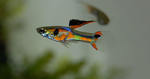 Endler's Livebearer: Care Guide (with Setup, Mates & Breeding)