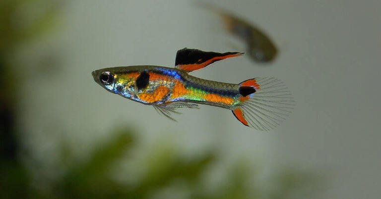 Endler's Livebearer: Care Guide (with Setup, Mates & Breeding)