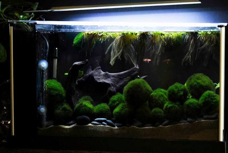 Marimo Moss Balls: Full Care Guide (Tank Mates & Setup)