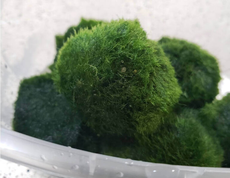 Marimo Moss Balls: Full Care Guide (Tank Mates & Setup)
