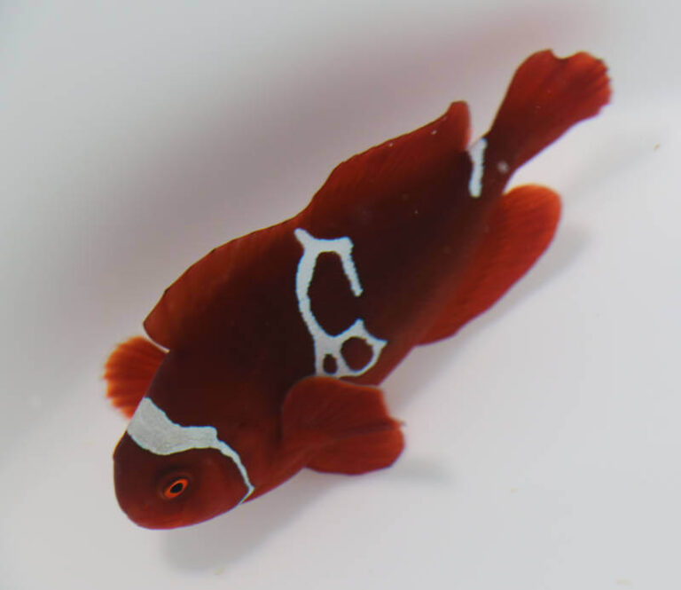 Maroon Clownfish • Care Guide (Tank Setup, Mates & Breeding)