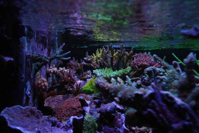 Coral Goldfish Care Guide: Types, Tank Setup & Tips