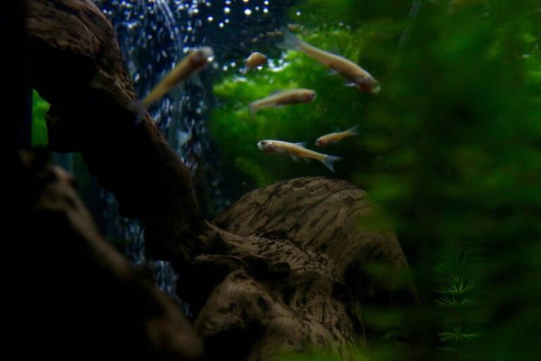Rosy Red Minnow Care: Tank, Feeding & Breeding Tips