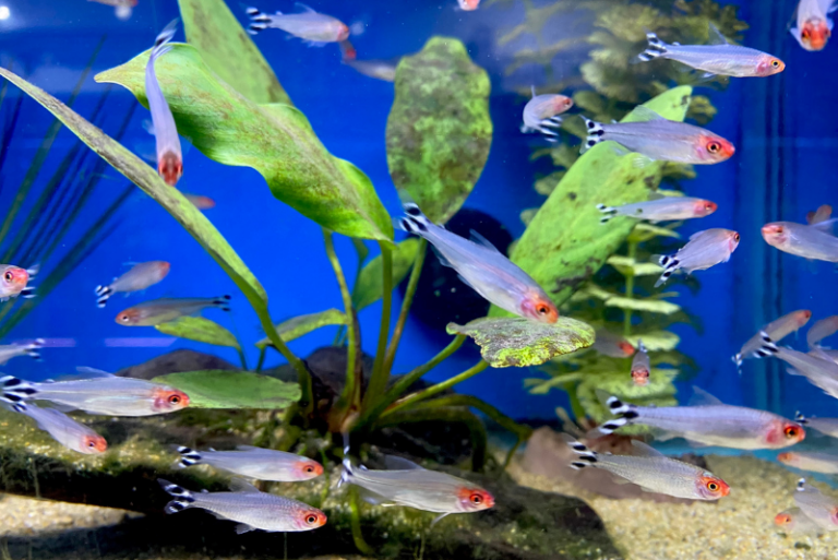 39 Most Colorful & Active Types of Tetras for Your Tank