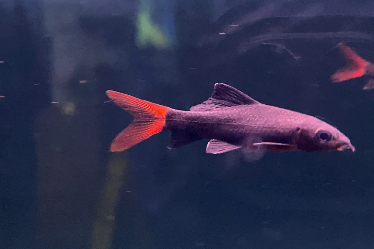 Top Freshwater Aquarium Sharks: Care & Tank Setup Tips