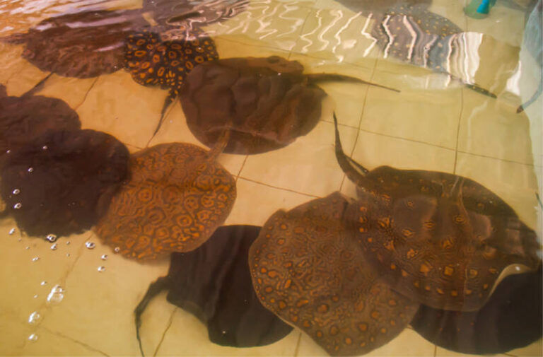 Freshwater Stingray Care: Species & Breeding Tips for Aquarists