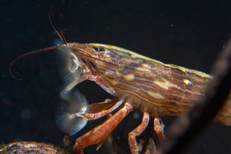 Bamboo Shrimp Care: Filter-Feeding Aquarium Beauties