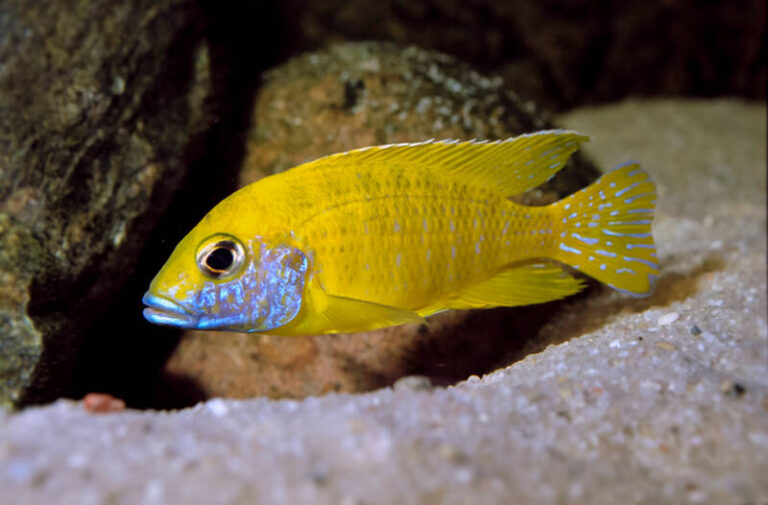 42+ Most Unique & Beautiful Types of Cichlids for Every Aquarist
