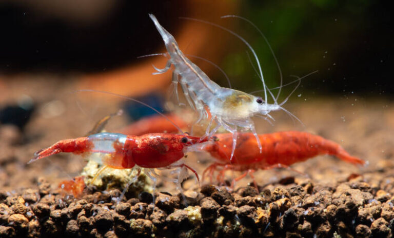 Freshwater Shrimp Tank Setup: Care, Species & Tips for Beginners