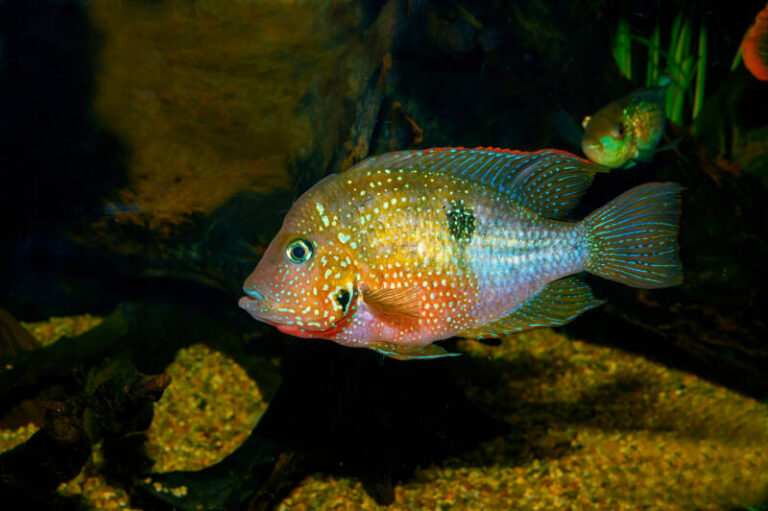 Firemouth Cichlid Care: Tank Setup, Diet & Breeding Tips