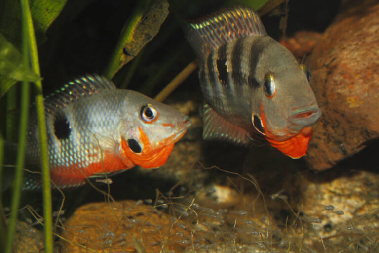 Firemouth Cichlid Care: Tank Setup, Diet & Breeding Tips