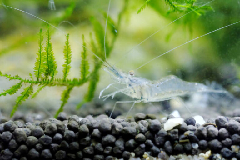Ghost Shrimp Care: Hardy & Peaceful Aquarium Cleaners