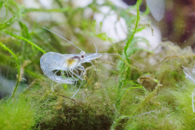 Ghost Shrimp Care: Hardy & Peaceful Aquarium Cleaners