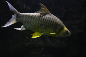 Tinfoil Barbs • Care Guide (Tank Setup, Mates & Diet)