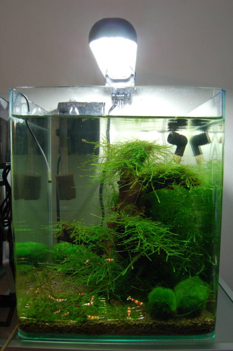 Java Moss Care: Uses, Tank Setup & Maintenance Tips