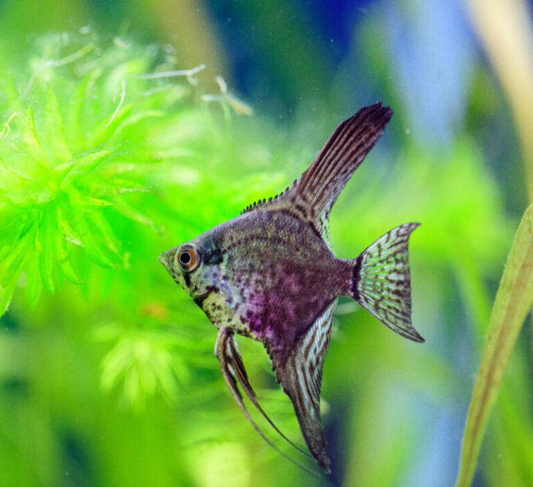 Freshwater Angelfish Care: Types, Tank Setup & Diet Tips