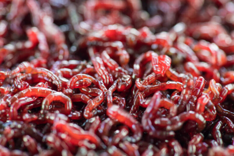 Using Bloodworms to Feed your Aquarium Fish (Guide)