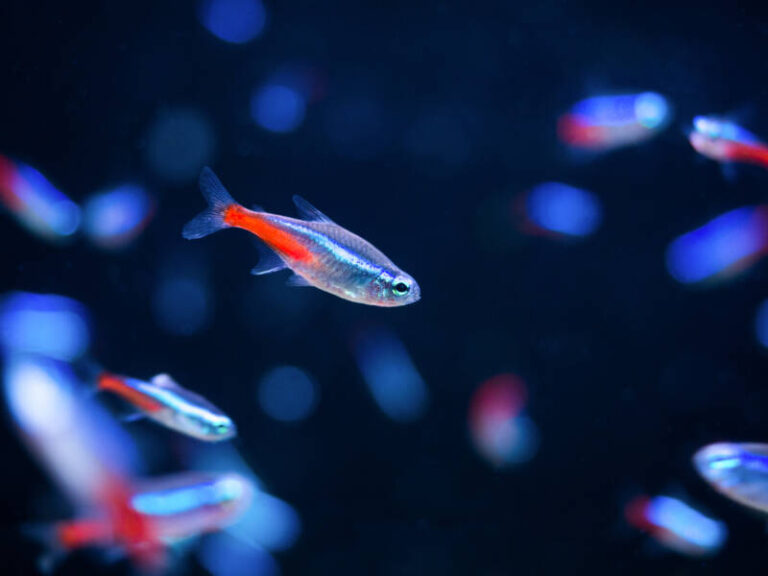 Neon Tetra Breeding: Spawn & Raise Fry Successfully
