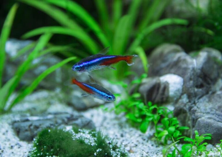 Neon Tetra: Full Care Guide (with Setup, Diet & Breeding)