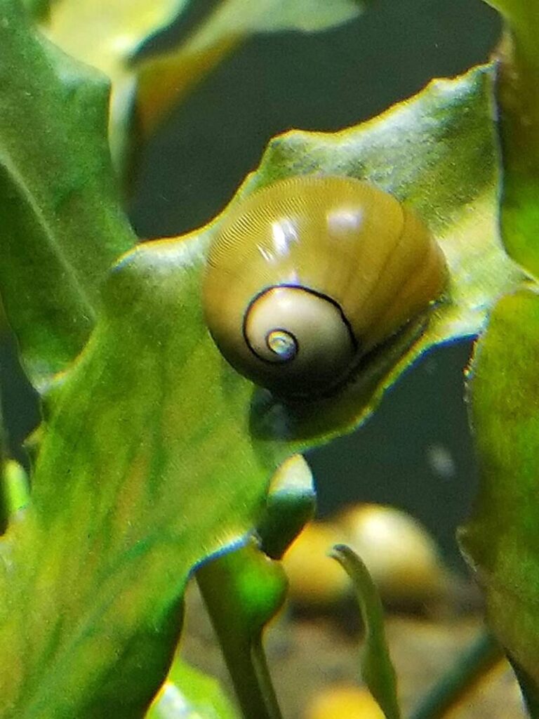 Nerite Snails: Care, Diet & Breeding Tips for Aquariums