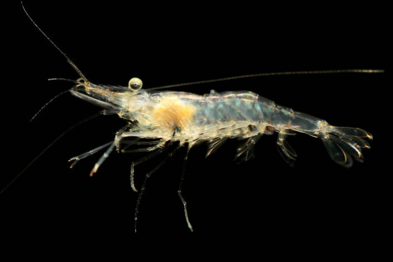 Ghost Shrimp Care: Hardy & Peaceful Aquarium Cleaners