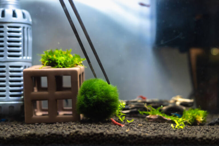 Freshwater Shrimp Tank Setup: Care, Species & Tips for Beginners