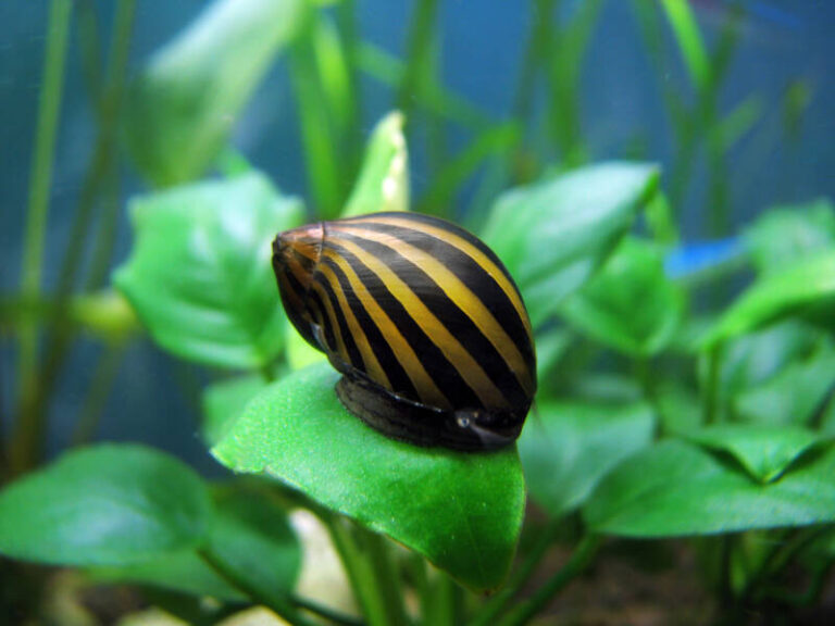 Nerite Snails: Care, Diet & Breeding Tips for Aquariums