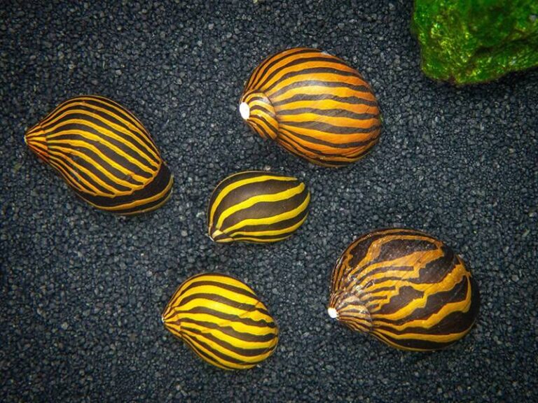 Nerite Snails: Care, Diet & Breeding Tips for Aquariums