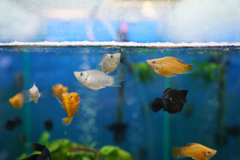 Molly Fish Care Guide: Tank Setup, Diet & Breeding Tips
