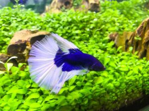 How Big Do Betta Fish Get? Growth Rate & Care Tips