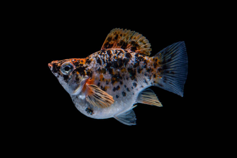 Molly Fish Care Guide: Tank Setup, Diet & Breeding Tips