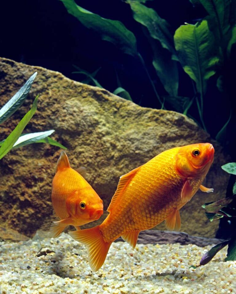 Shubunkin Goldfish Care Guide: Tank Setup, Diet & Breeding Tips