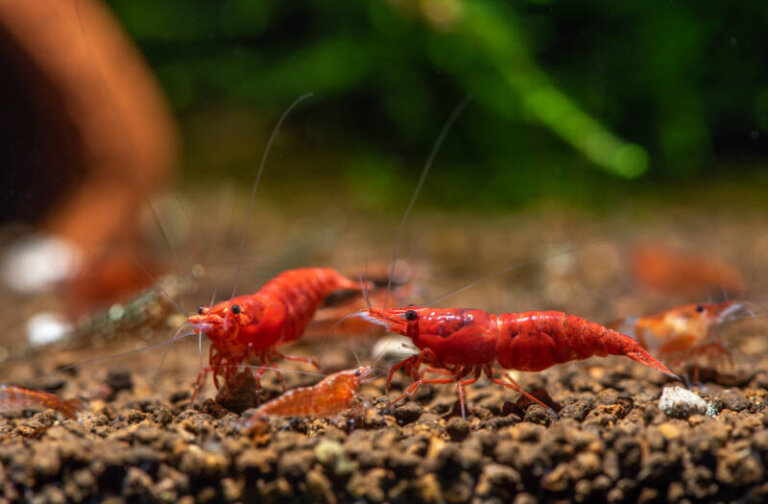 Freshwater Shrimp Tank Setup: Care, Species & Tips for Beginners