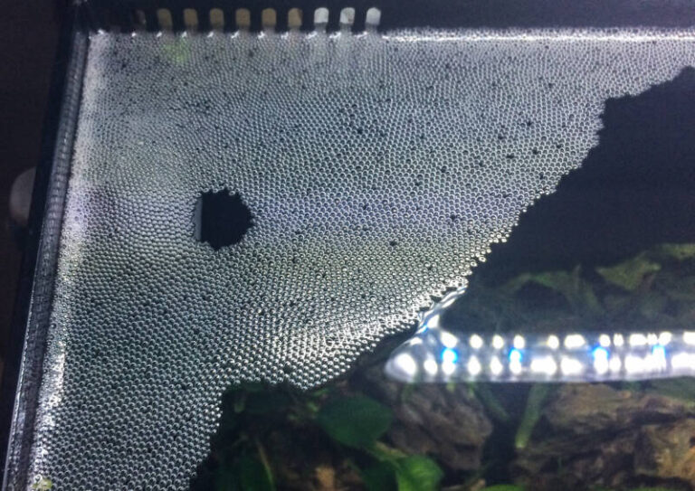 Bubble Nests Betta Fish Why & How They Build Them