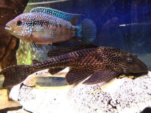 Plecostomus Care Guide: Tank Setup, Diet & Breeding Tips