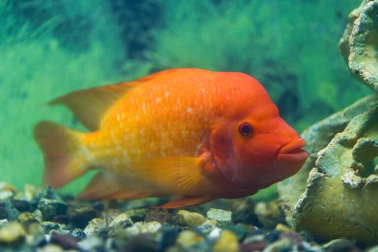 Red Devil Cichlid Care Guide: Tank Setup, Diet & Breeding Tips