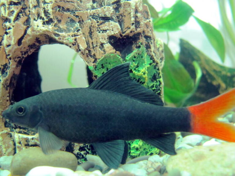 Red Tail Shark Care Guide: Tank Setup, Diet & Behavior