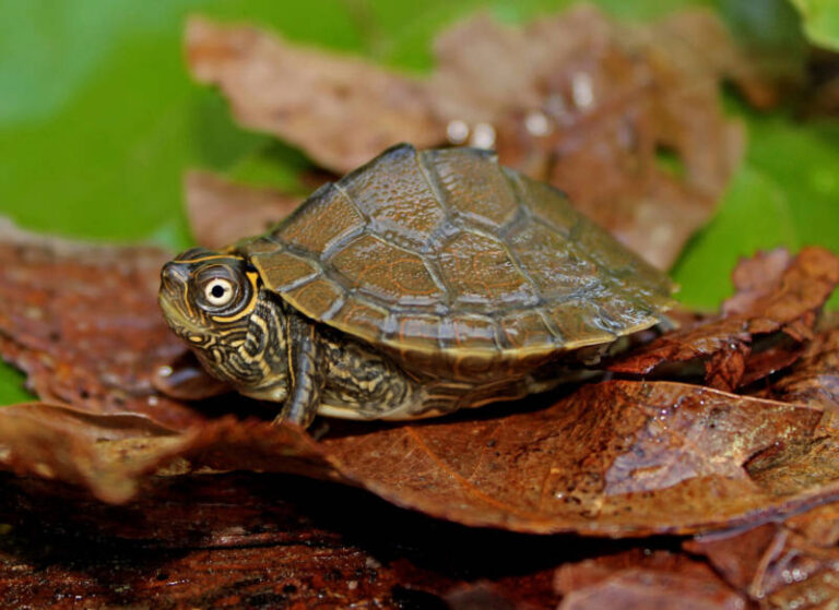 Best Aquatic Turtles for Your Aquarium: Top Picks & Care Tips
