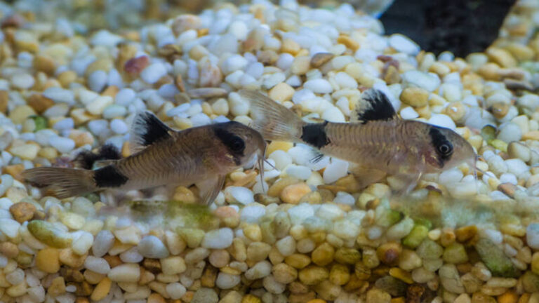 Corydoras Care Guide: Tips for Happy Cory Catfish in Your Tank