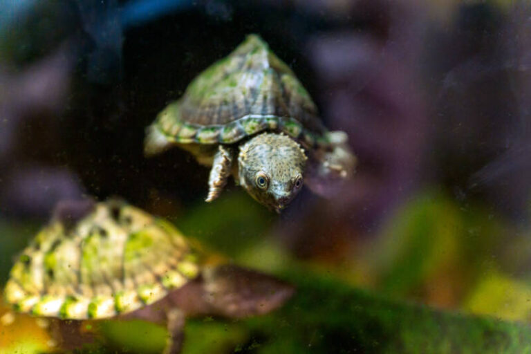 Best Aquatic Turtles for Your Aquarium: Top Picks & Care Tips