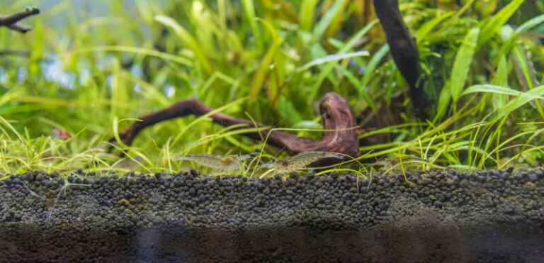 Freshwater Shrimp Tank Setup: Care, Species & Tips for Beginners