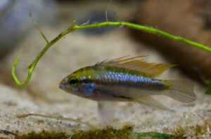 42+ Most Unique & Beautiful Types of Cichlids for Every Aquarist