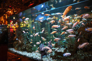Best 100-Gallon Aquariums: Top Picks for Freshwater & Reef Tanks